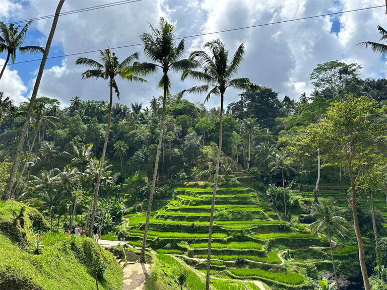 Die 15 schönsten Reisterrassen auf Bali: Tipps & Standorte - Reisen360.de
